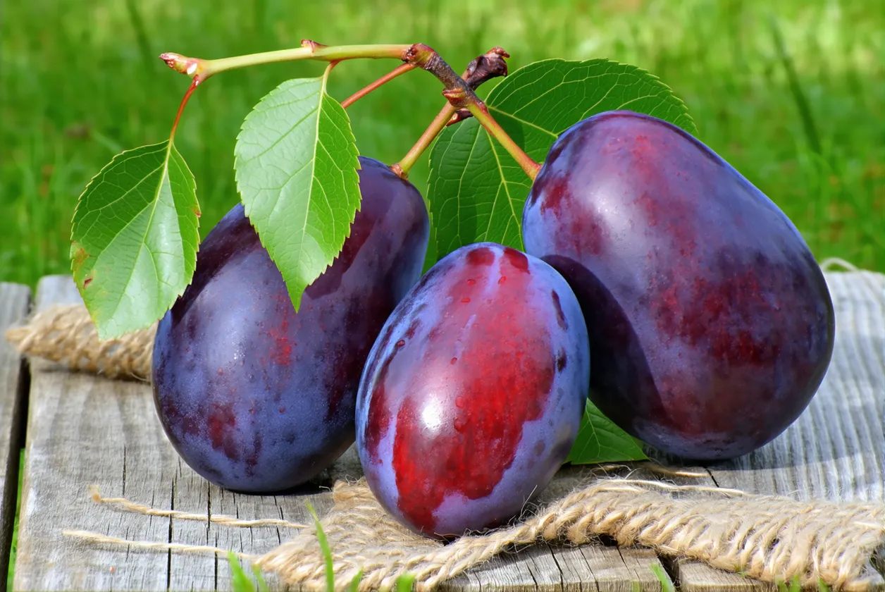 Escapades nature : cueillir et cuisiner la prune rouge - Mesbozabits.fr
